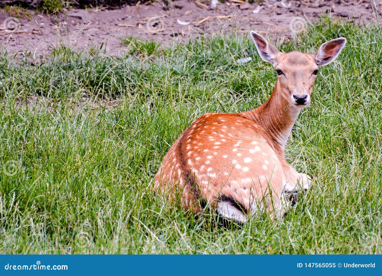 Cute spotted fallow stock image. Image of mammal, isolated - 147565055