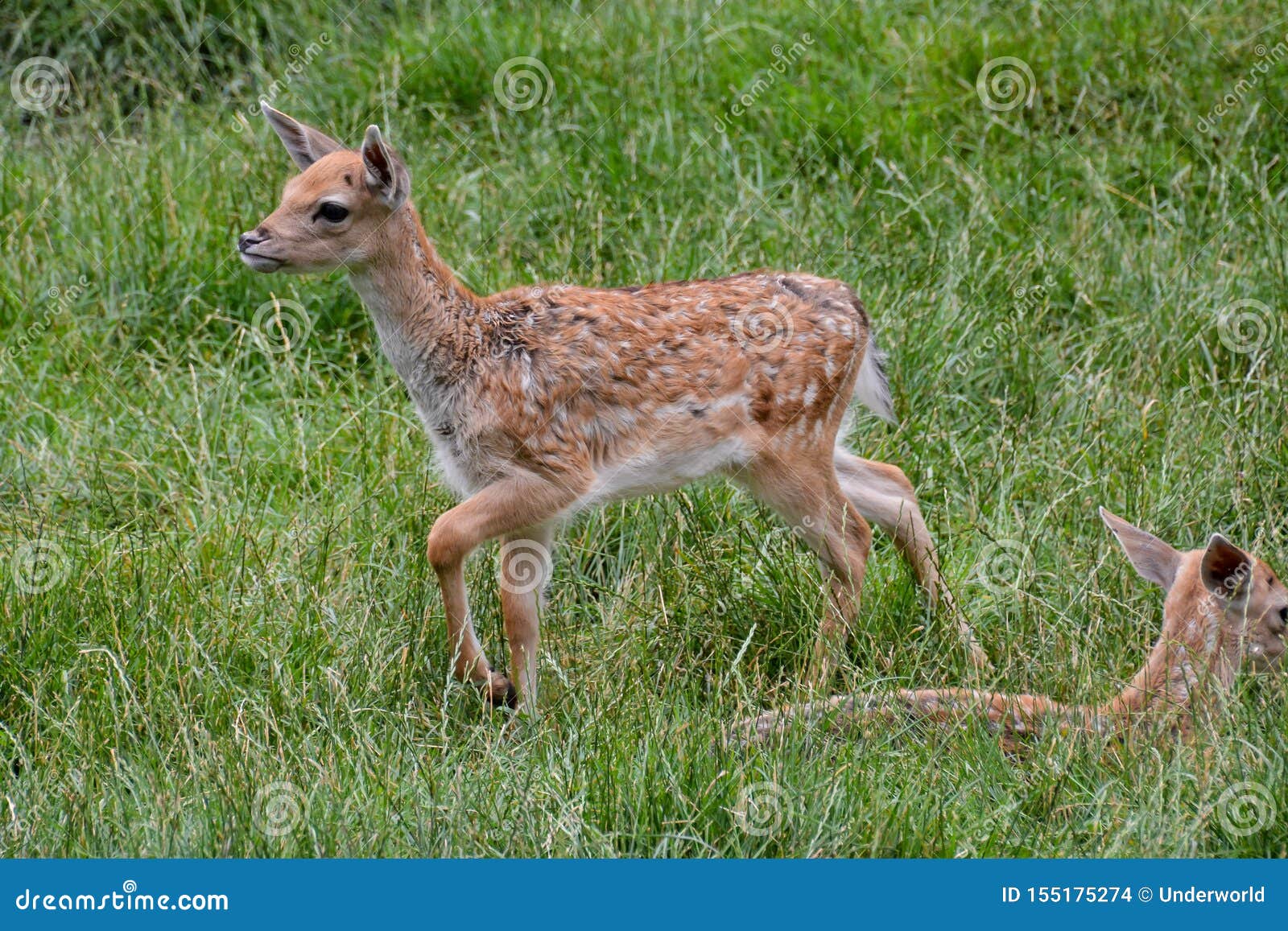 Cute spotted fallow stock photo. Image of nature, stag - 155175274