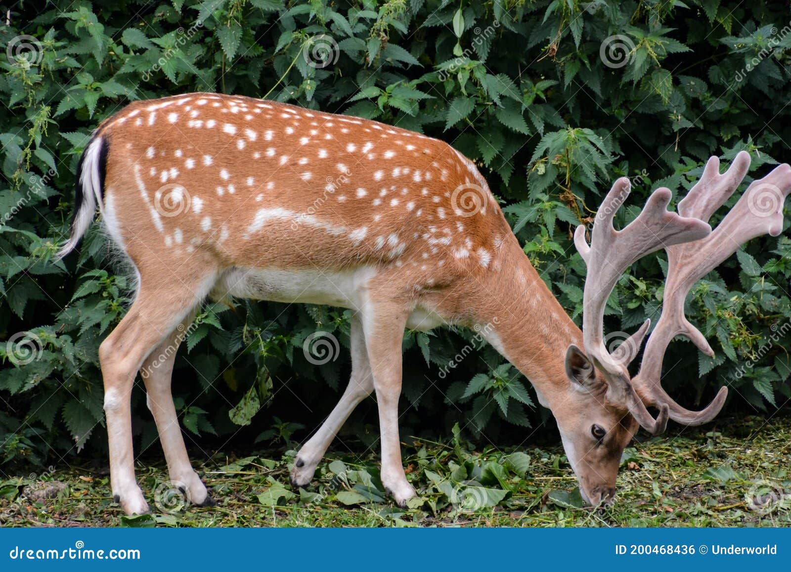 Cute spotted fallow stock photo. Image of deer, spotted - 200468436