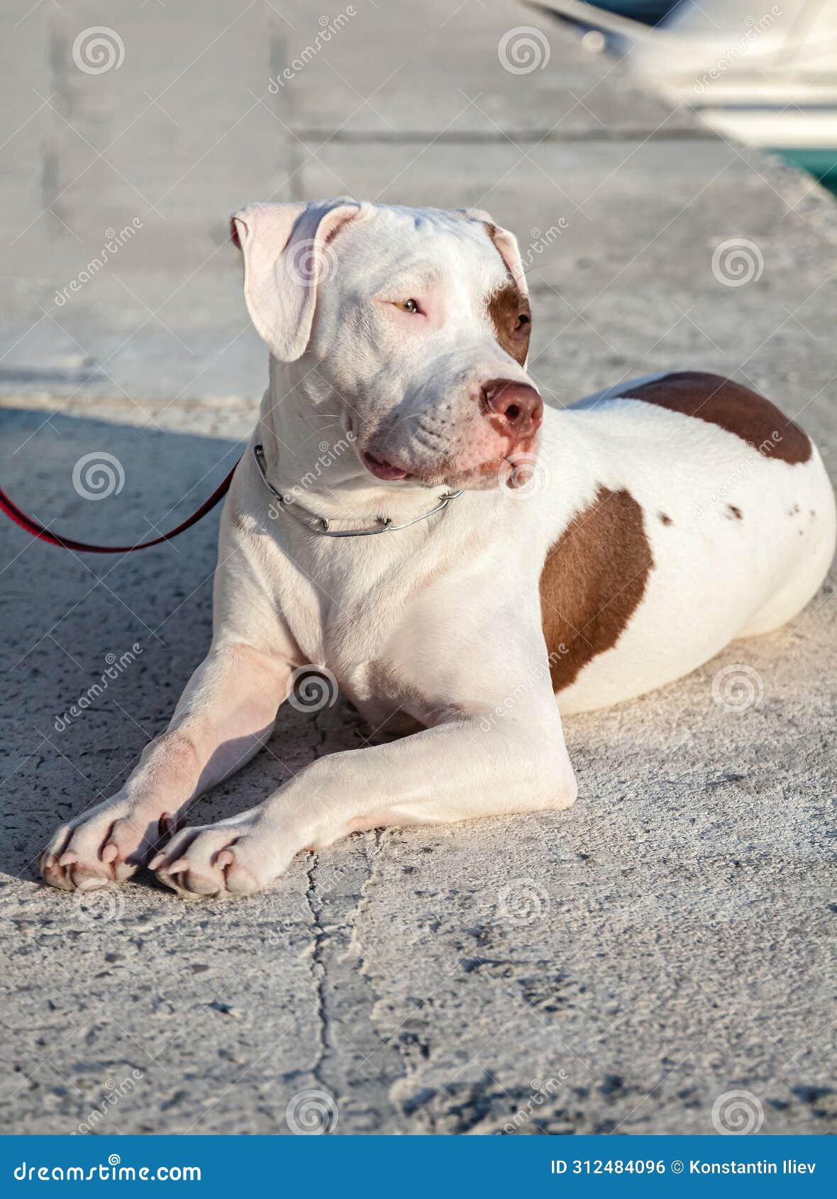 Cute spotted pit bull stock photo. Image of portrait - 312484096