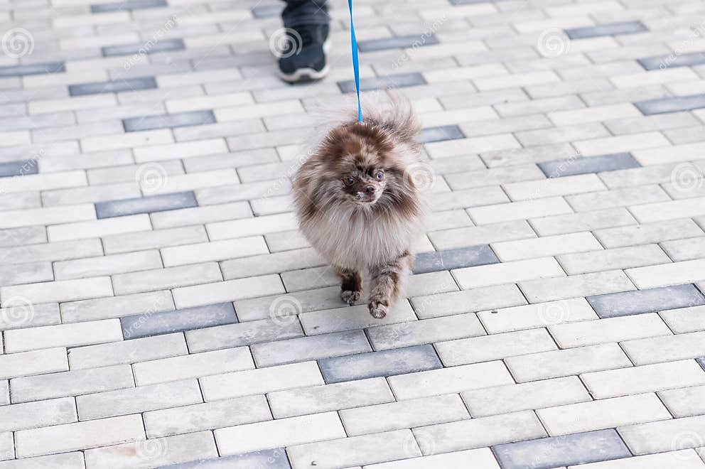Cute Spotted Pomeranian Spitz Pulls on a Leash on a Walk. Stock Photo ...