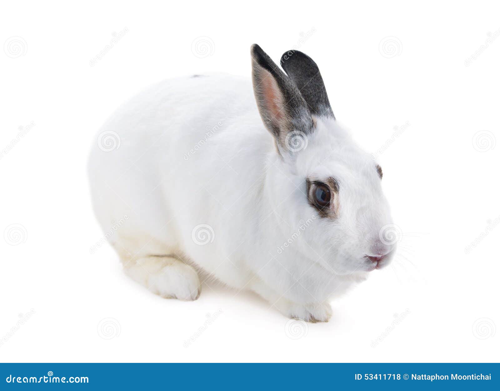 Cute Spotted White Rabbit on White Isolate Stock Photo - Image of bunny ...