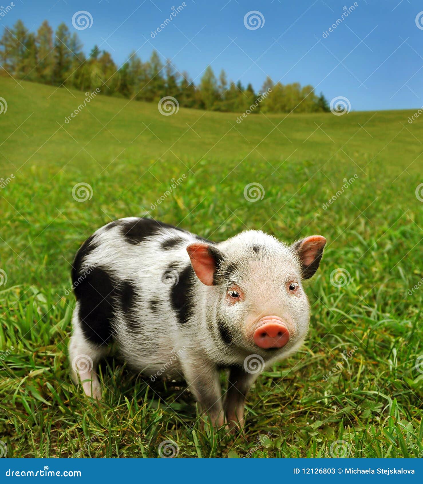 Cute spotty piglet stock image. Image of season, rural - 12126803