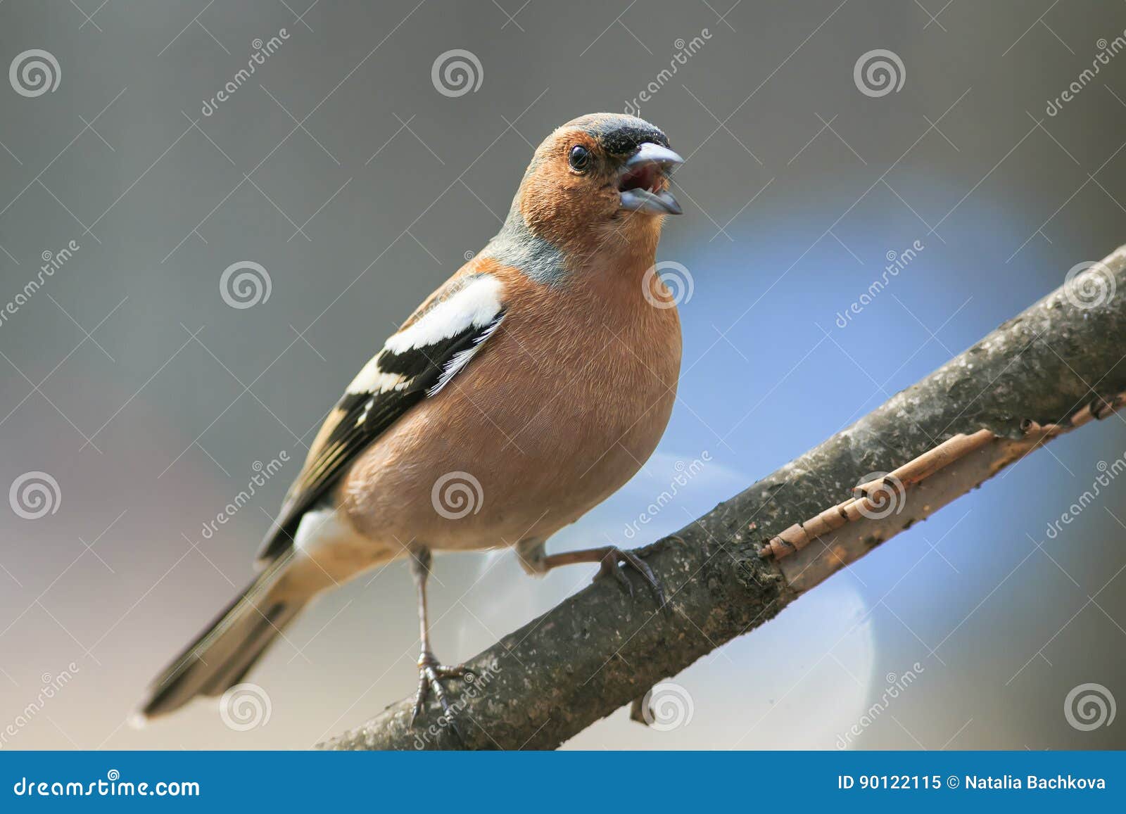 Cute Spring Bird Chaffinch in the Park on a Branch and Leaping S Stock ...