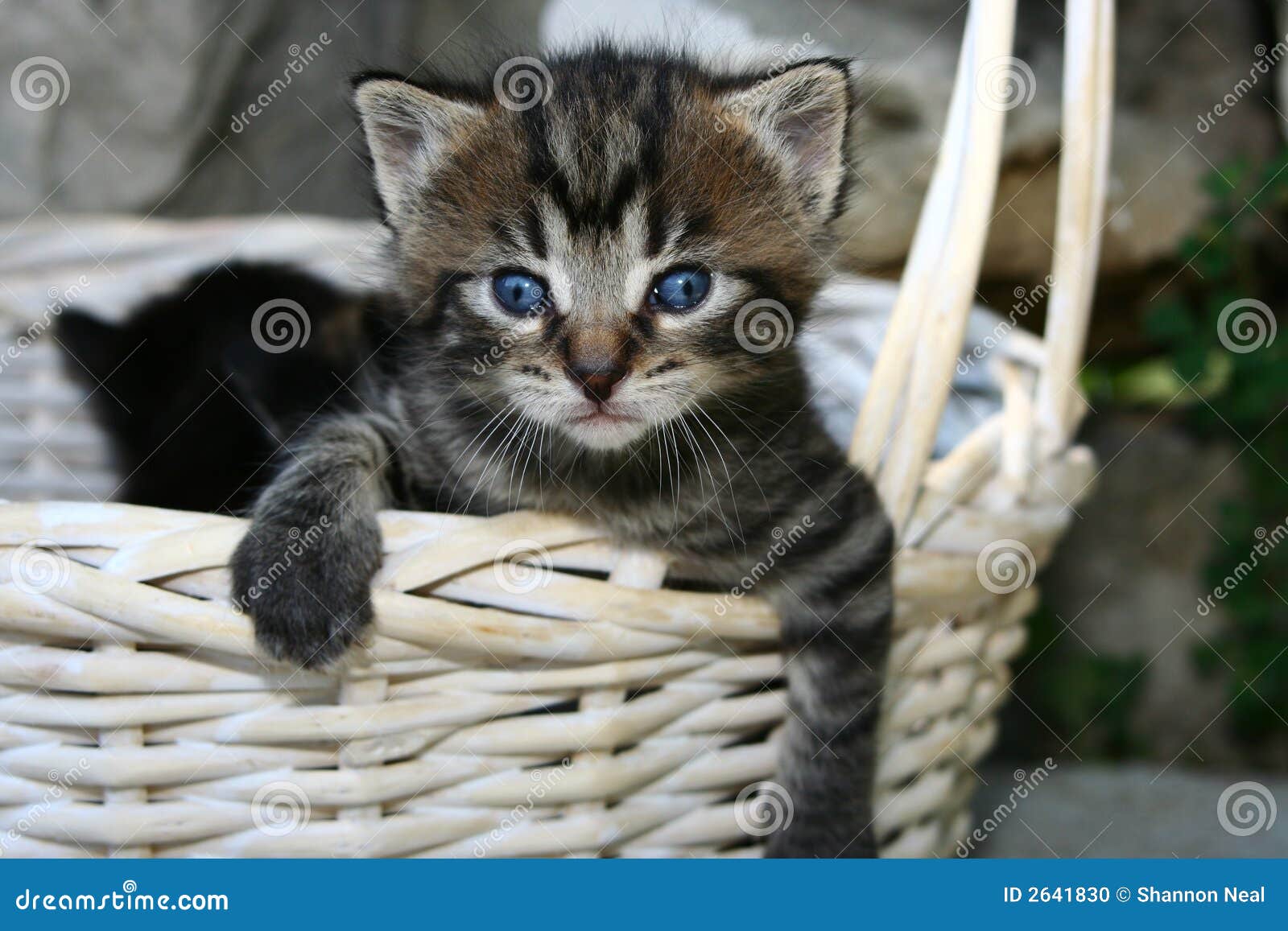 Cute spring kitty stock photo. Image of kitten, feline - 2641830