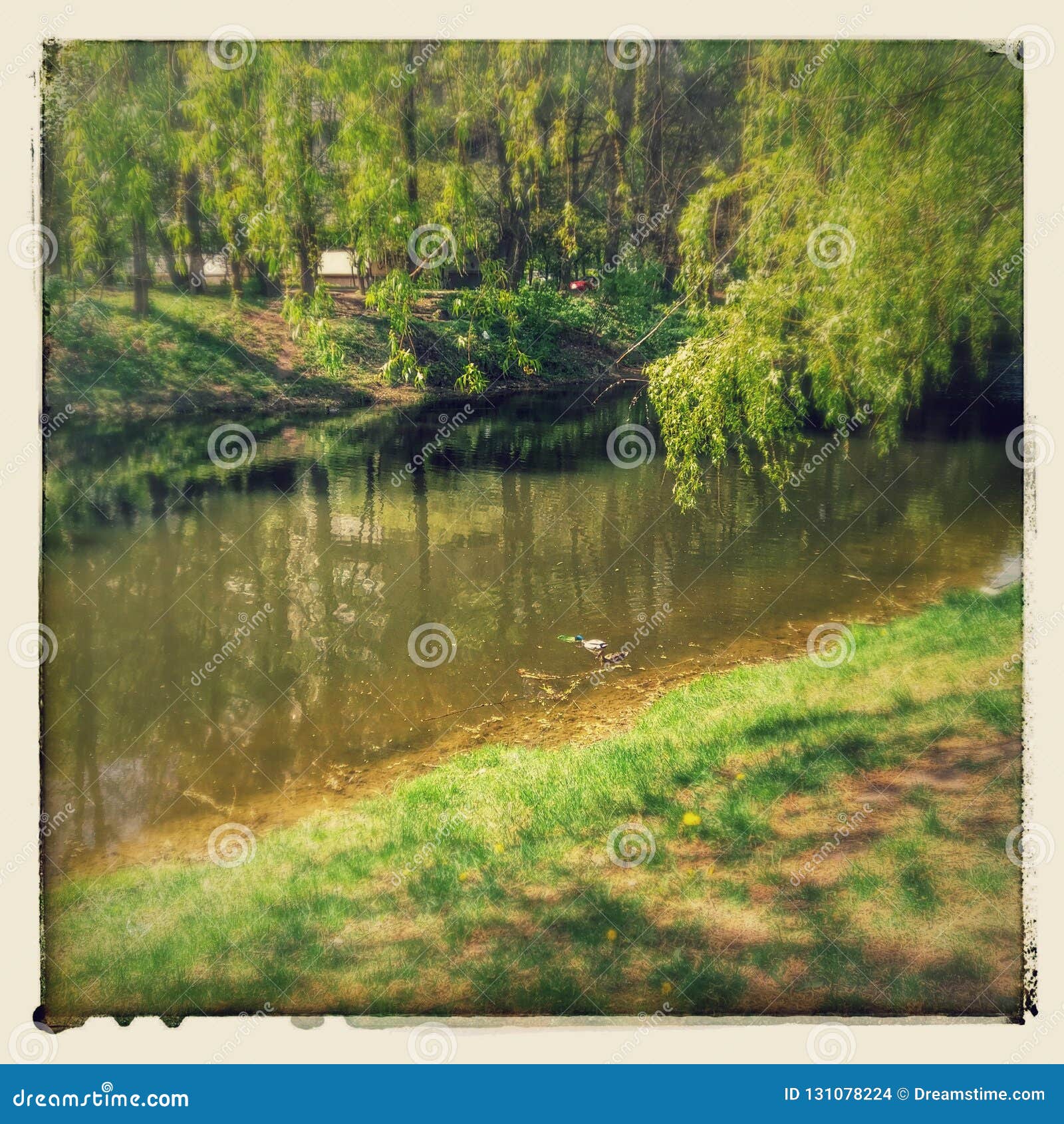 Cute spring lake stock photo. Image of young, leaned - 131078224