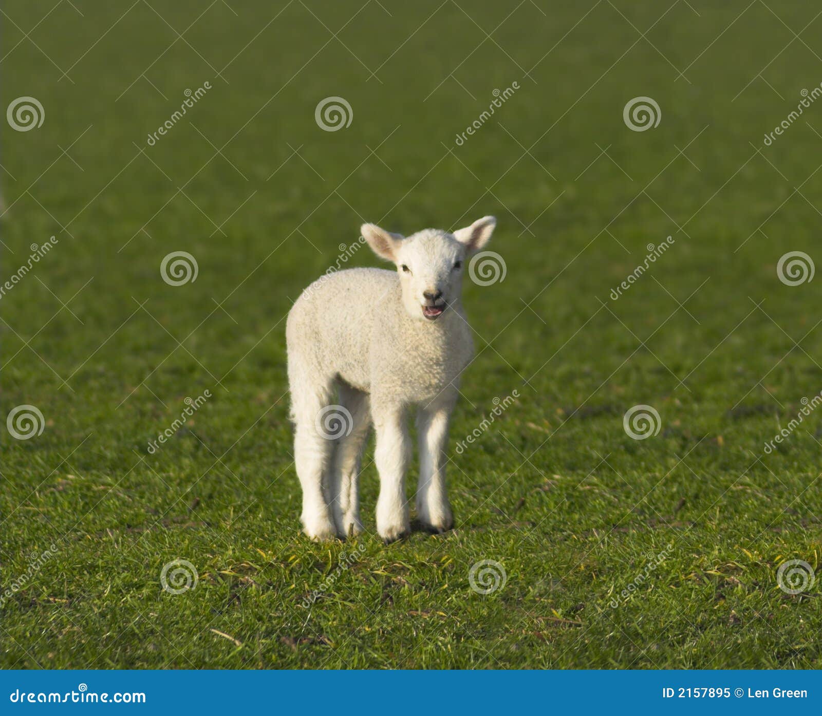 Cute spring lamb stock image. Image of newborn, innocent - 2157895