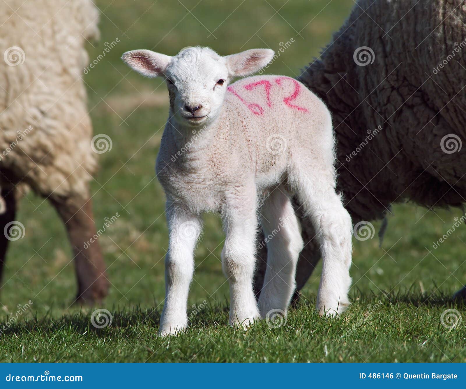 Cute Spring lamb stock photo. Image of farmer, wool, sauce - 486146