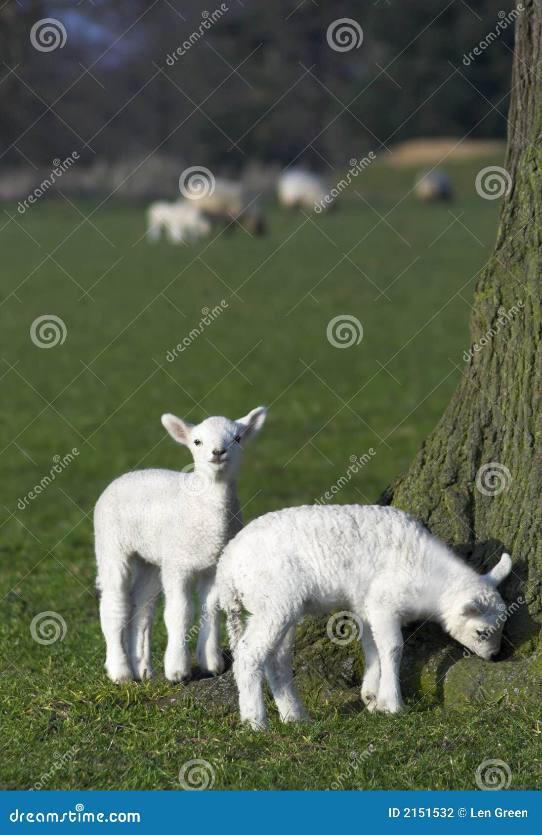 Cute spring lambs stock photo. Image of cute, little, countryside - 2151532