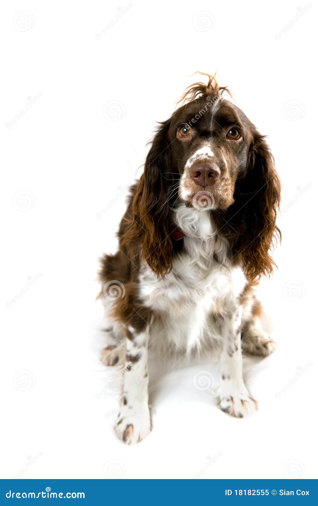 Cute springer spaniel dog stock image. Image of springer - 18182555
