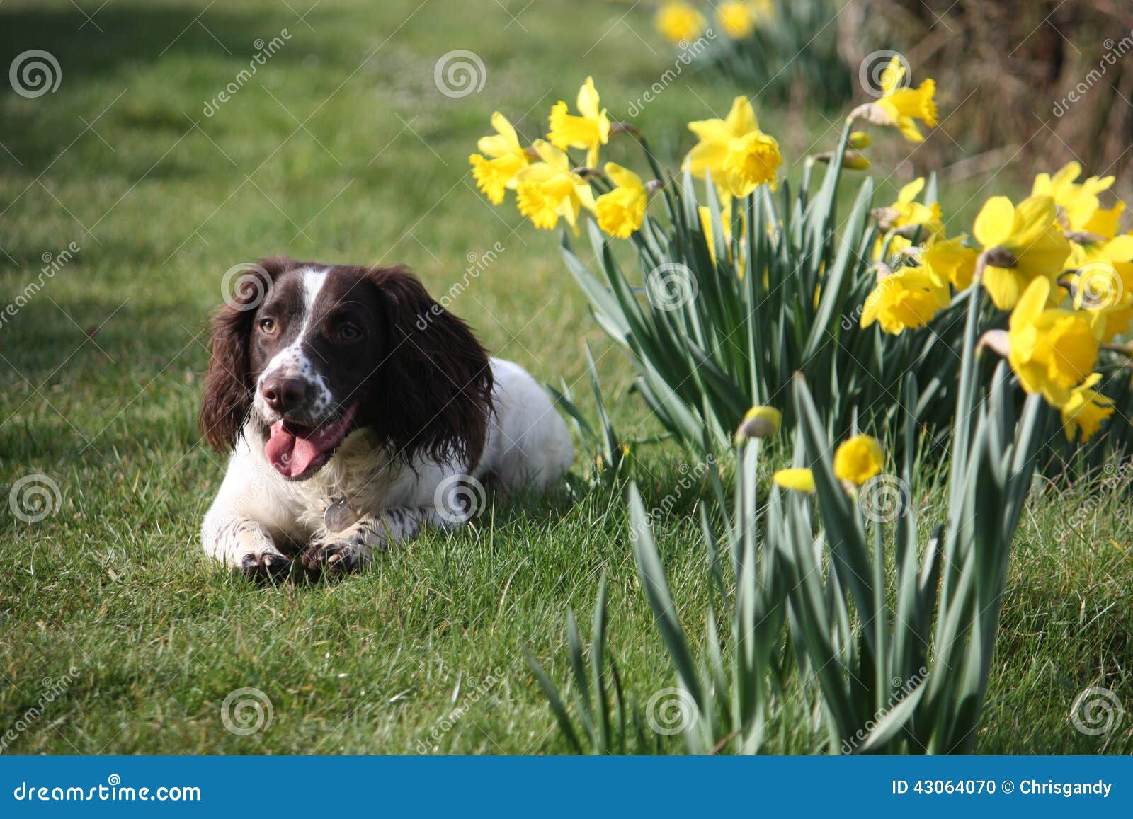 A Cute Springer Spaniel Next To Some Yellow Daffodil Flowers Stock ...