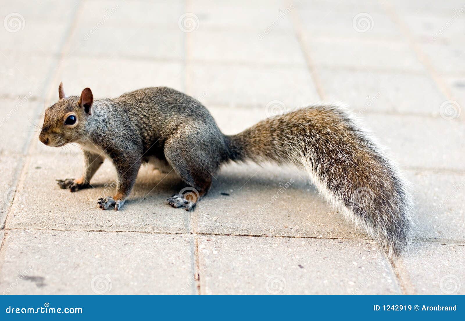 Cute Squirrel Royalty-Free Stock Photography | CartoonDealer.com #63057299