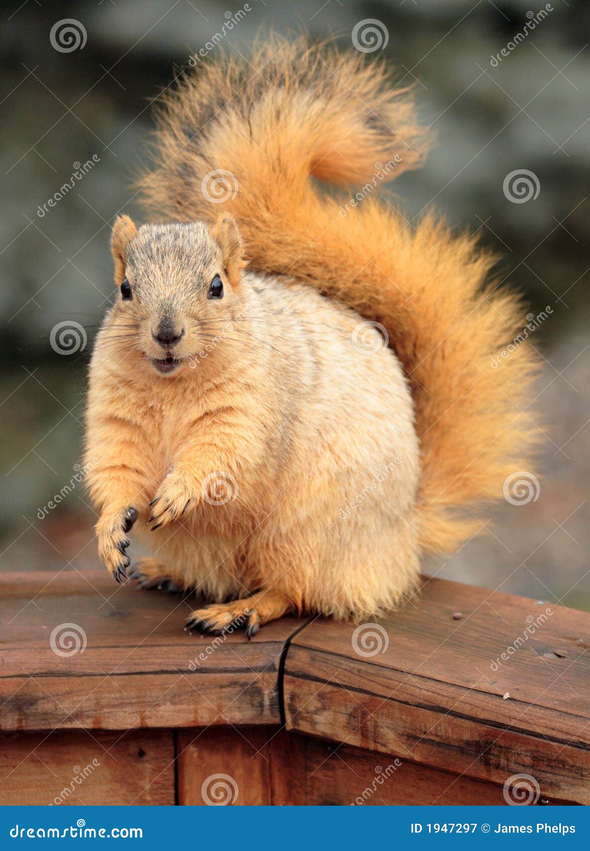 Cute Squirrel stock image. Image of mammal, nuts, walnut - 1947297