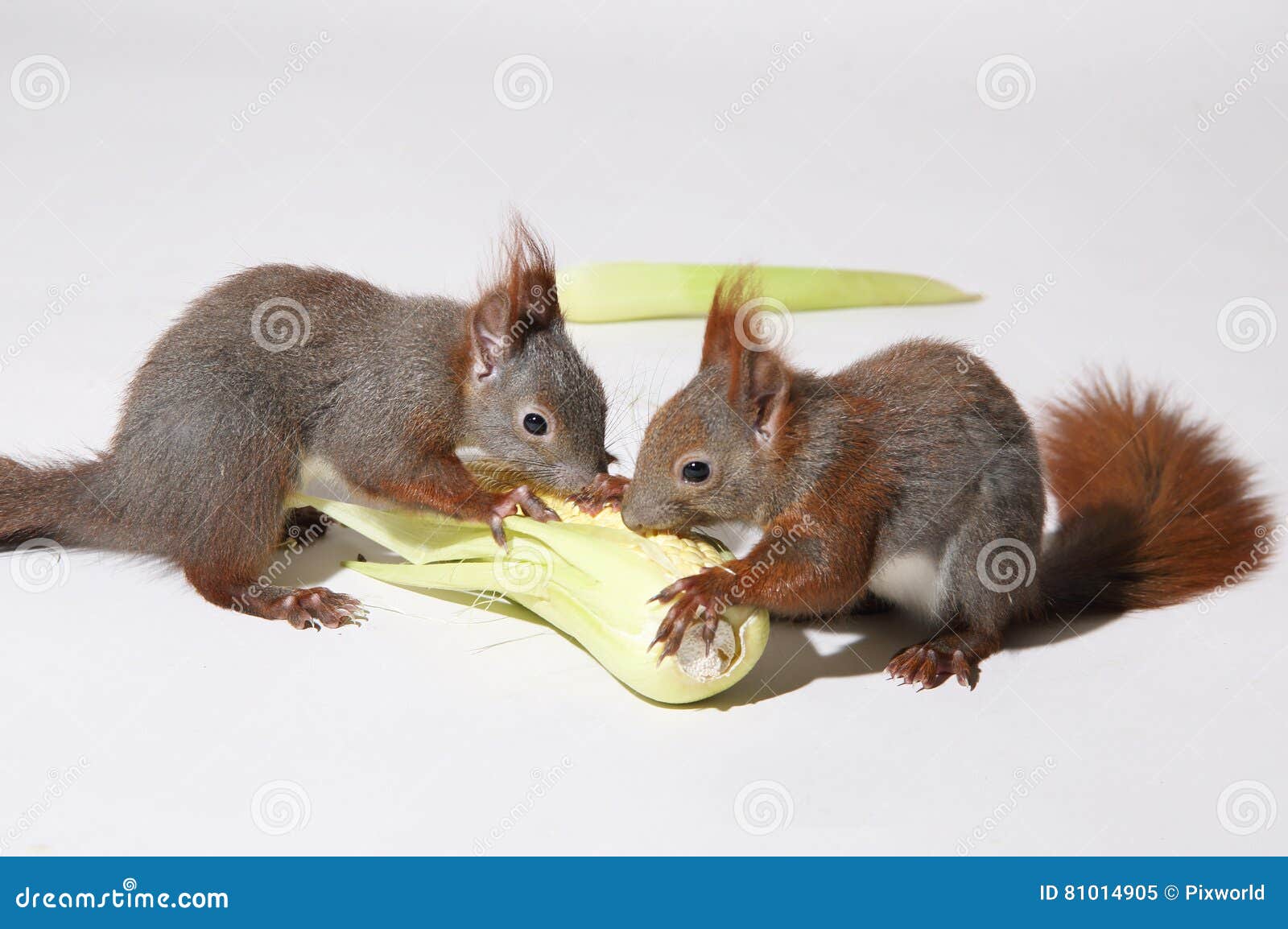 Cute squirrel stock image. Image of lovely, amoung, fruit - 81014905