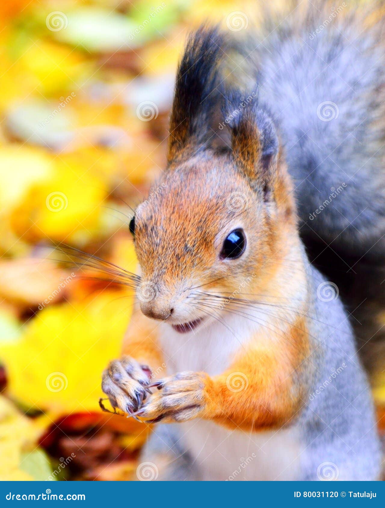 Cute squirrel in autumn stock photo. Image of autumn - 80031120