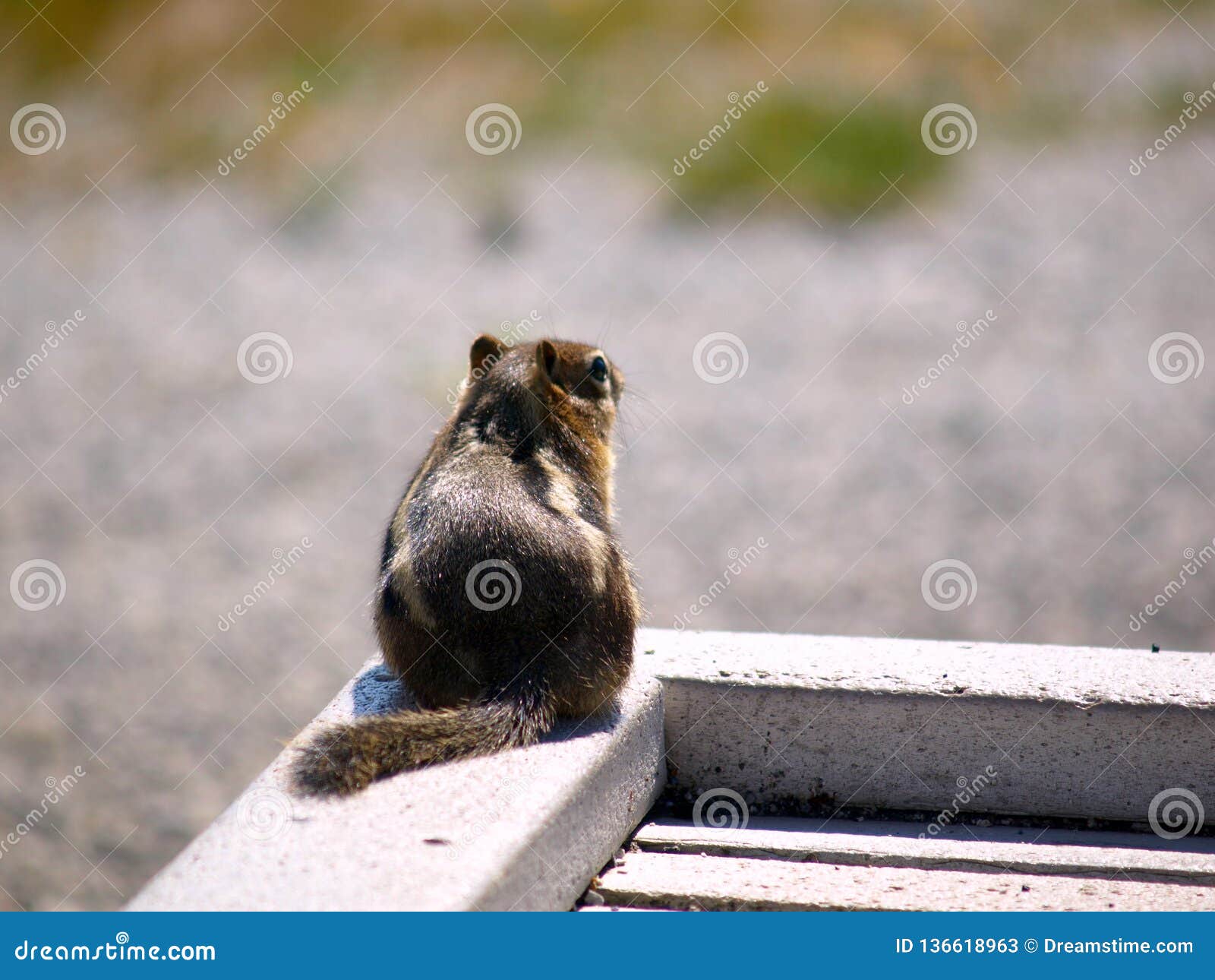 Cute squirrel back view stock image. Image of cute, animal - 136618963
