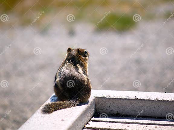Cute squirrel back view stock image. Image of cute, animal - 136618963