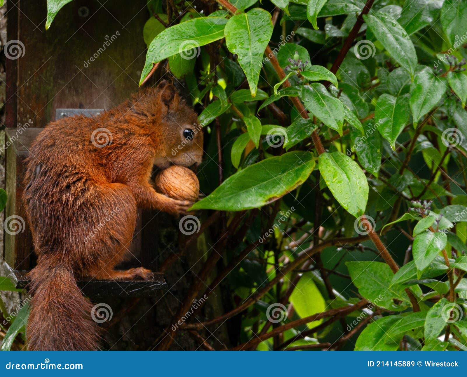 Cute Squirrel on a Bird and Squirrel Feeder in a Park in Denmark Stock ...