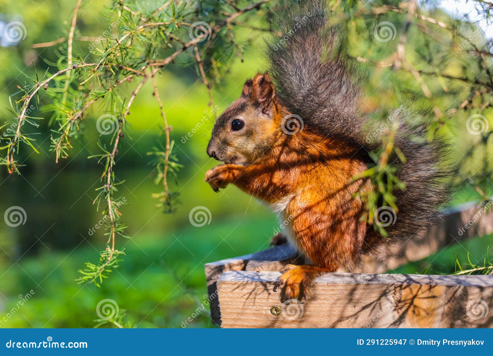 A Cute Squirrel is Chewing a Nut.Squirrel Eats Nuts in the Autumn ...