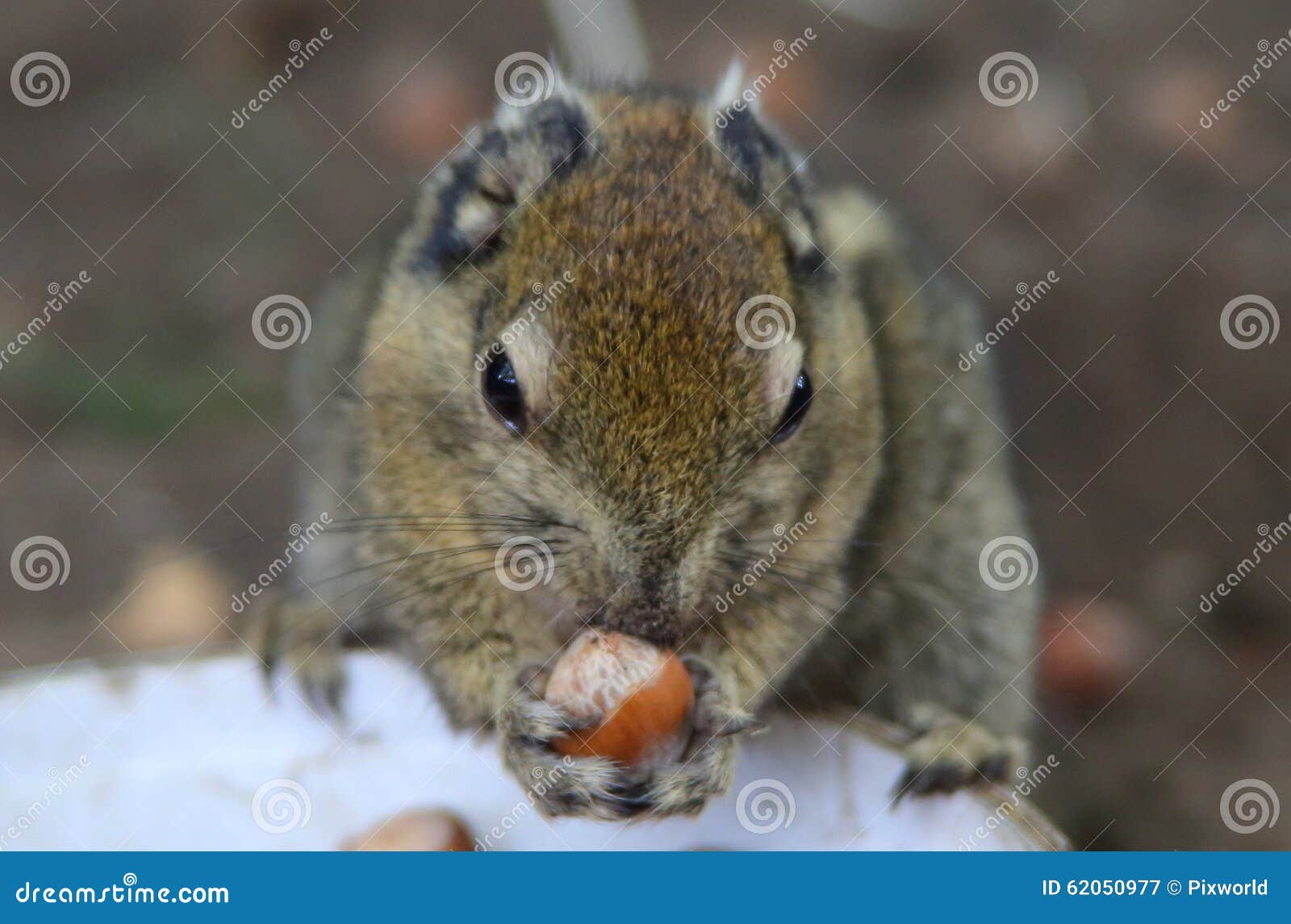 Cute squirrel stock image. Image of cute, sweet, brown - 62050977