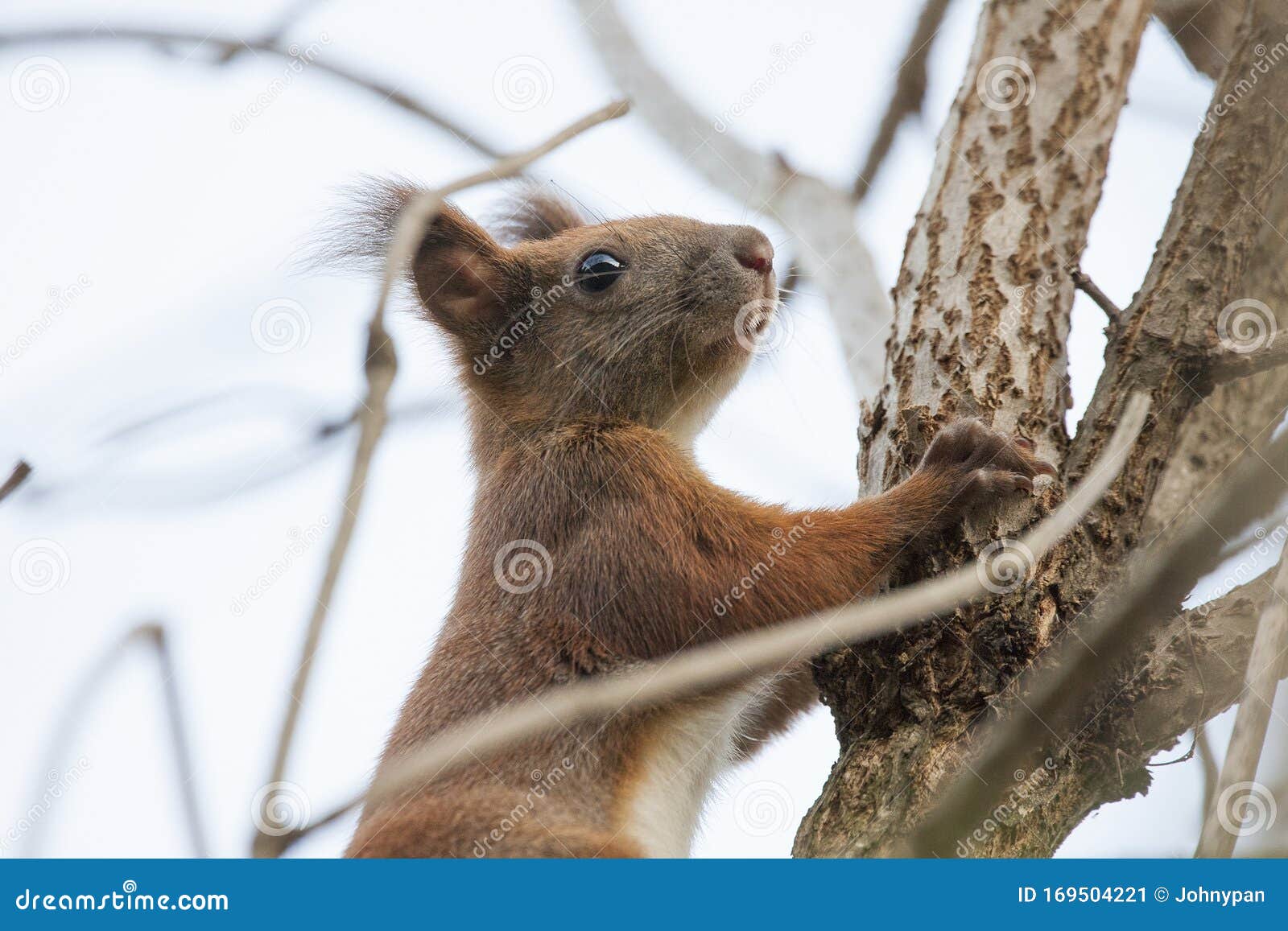 Squirrel Climbing in a Tree Stock Image - Image of walnut, grey: 169504221