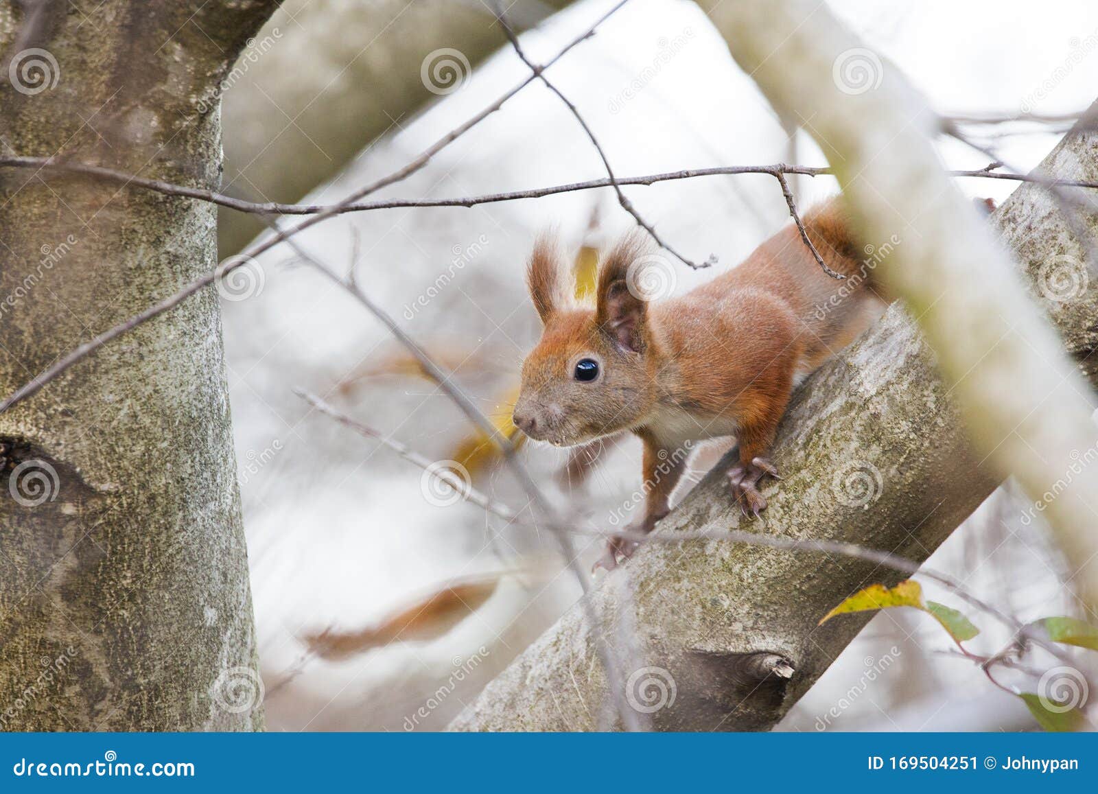 Squirrel Climbing in a Tree Stock Image - Image of outdoor, nature ...
