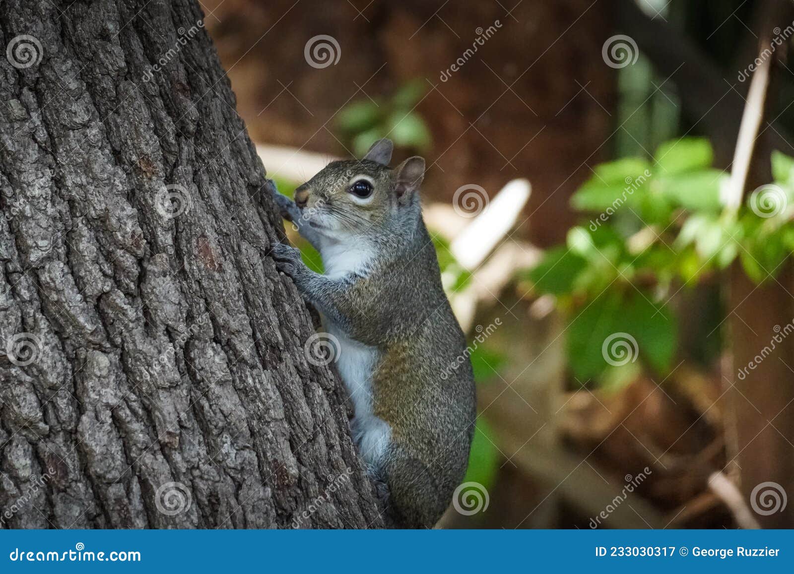 Squirrel Climbing Tree stock image. Image of animal - 233030317