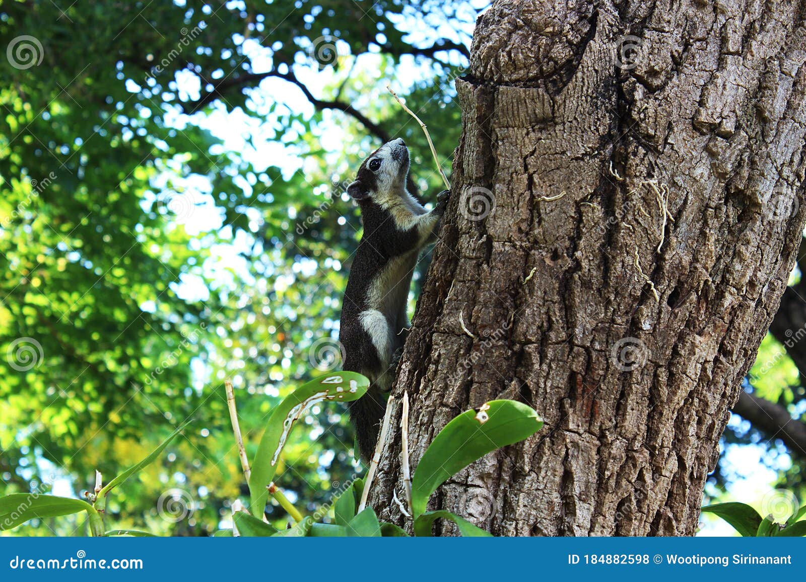 A Cute Squirrel Climbing Up a Tree Stock Photo - Image of squirrel ...