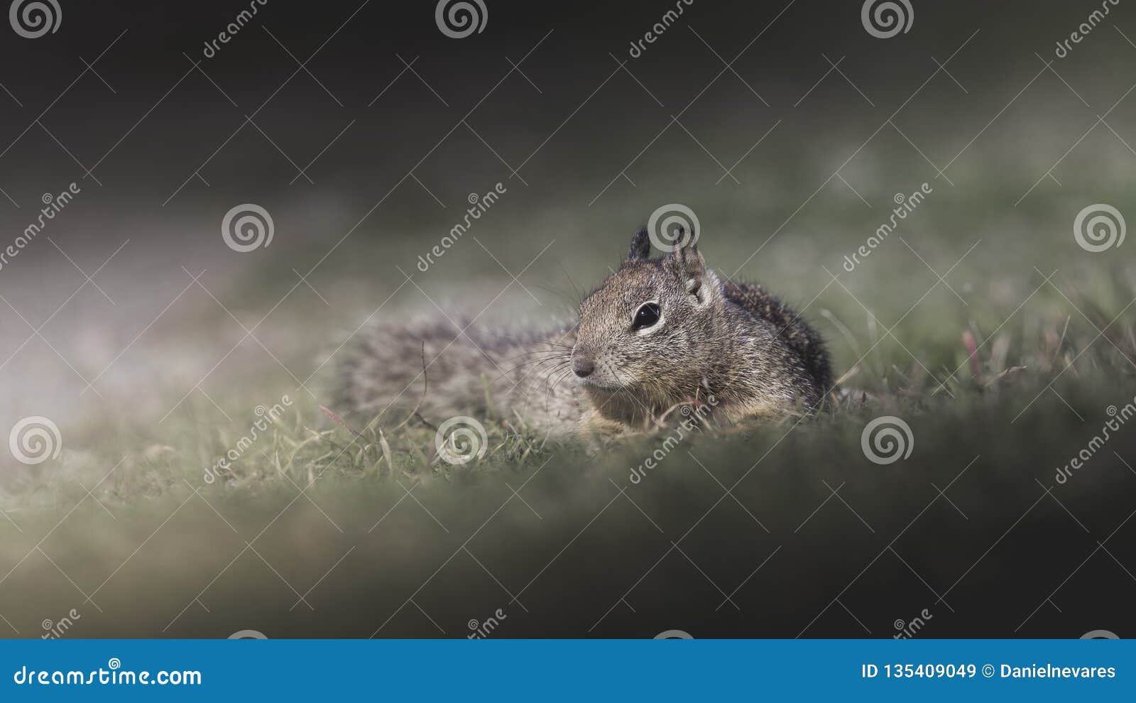 Cute Squirrel Crawling through the Grass in Springtime Stock Image ...