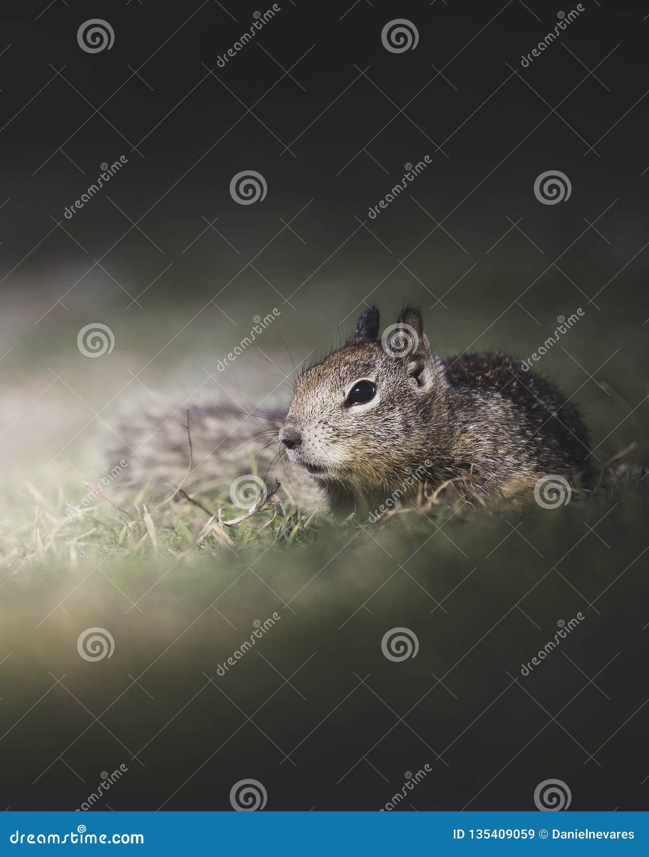 Cute Squirrel Crawling through the Grass in Springtime Stock Image ...