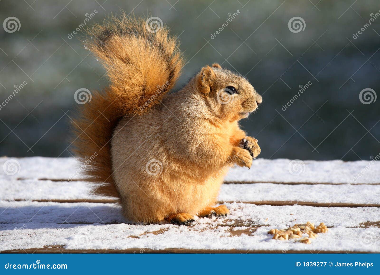 Cute Squirrel Eating stock image. Image of messy, walnut - 1839277