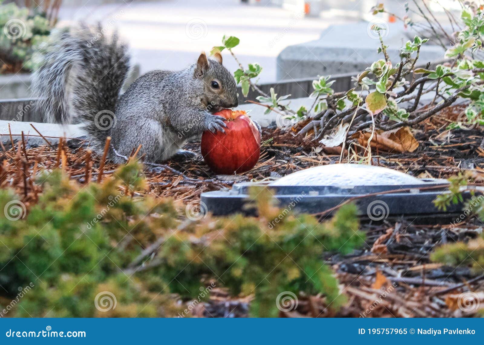Cute Squirrel is Eating an Apple Stock Image - Image of cuteanimal ...