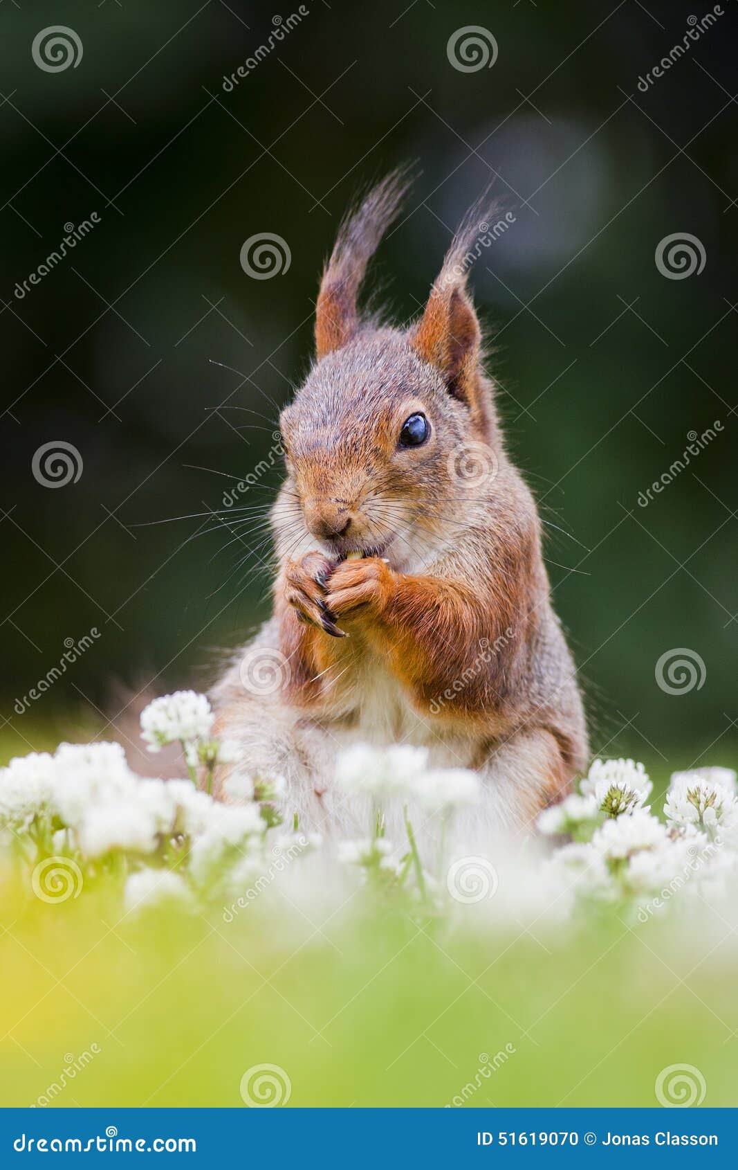 Cute Squirrel Eating Flowers Stock Photo - Image of squirrel, flowers ...