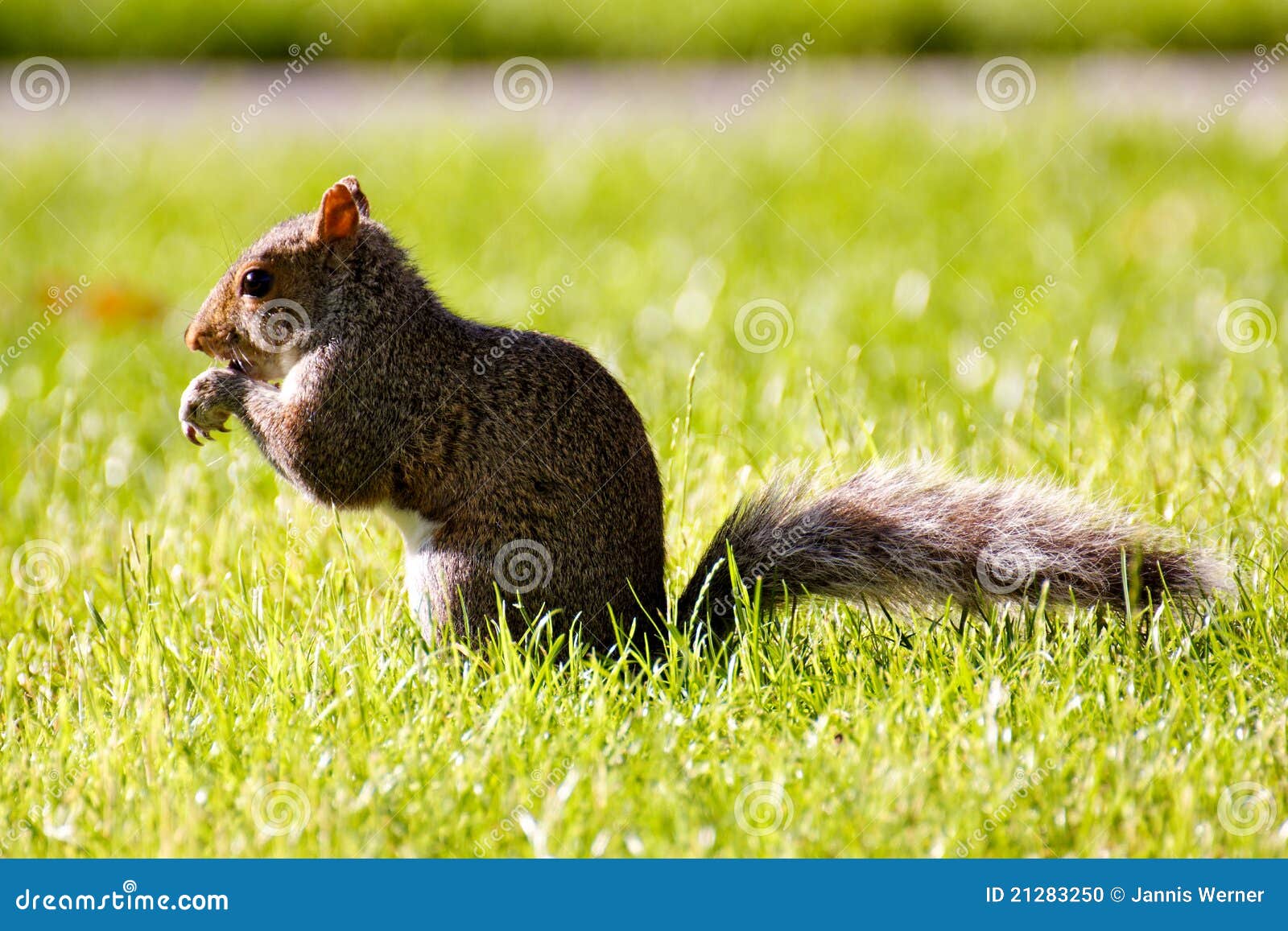 Cute Squirrel Eating in the Grass Stock Photo - Image of feeding, green ...