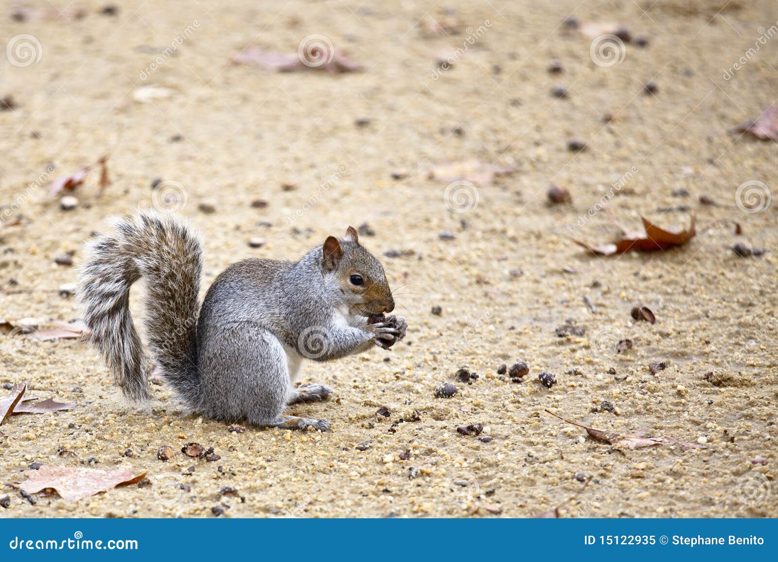 Cute Squirrel Eating a Nut. Stock Image - Image of animal, copyspace ...