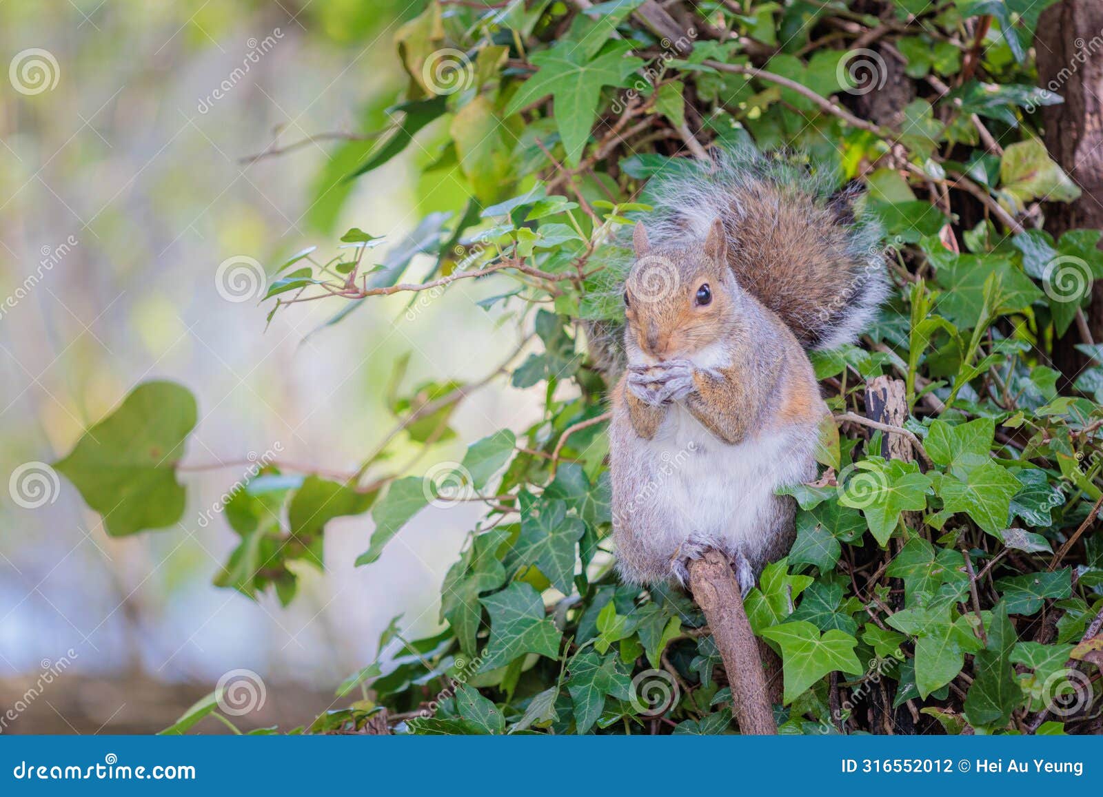 Cute Squirrel Eating on Tree Branch, Spring Time Stock Photo - Image of ...