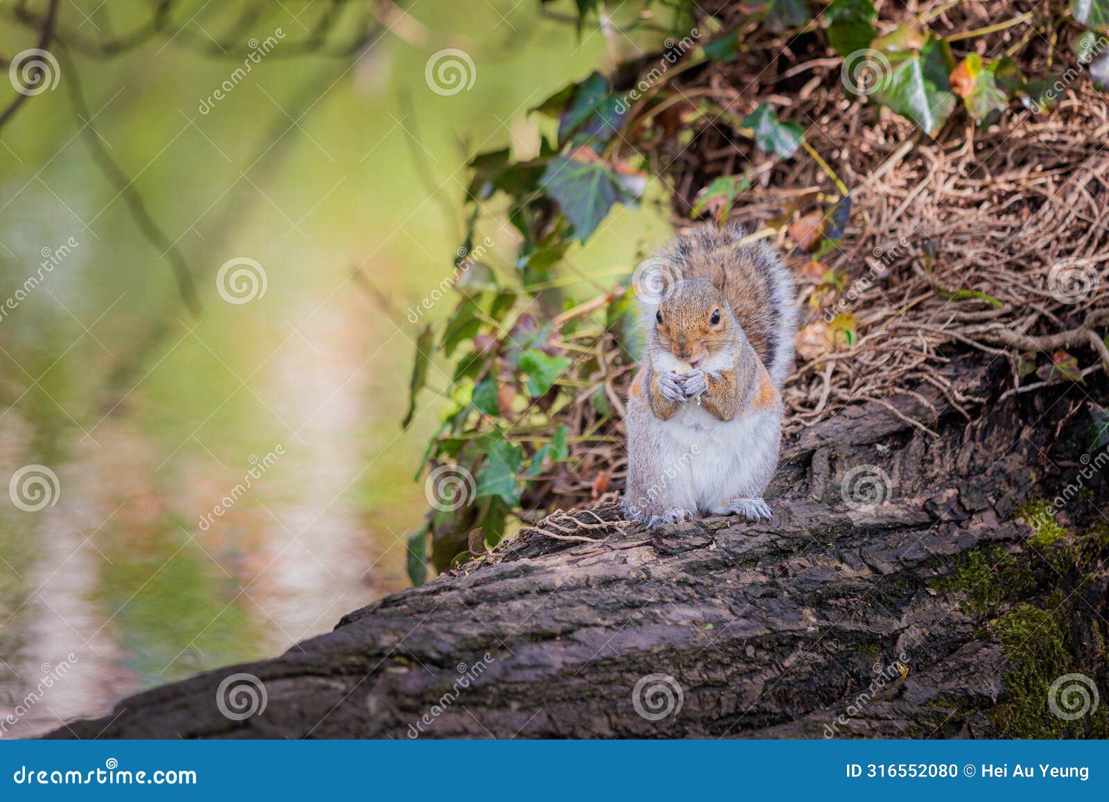 Cute Squirrel Eating on Tree Branch, Spring Time Stock Photo - Image of ...
