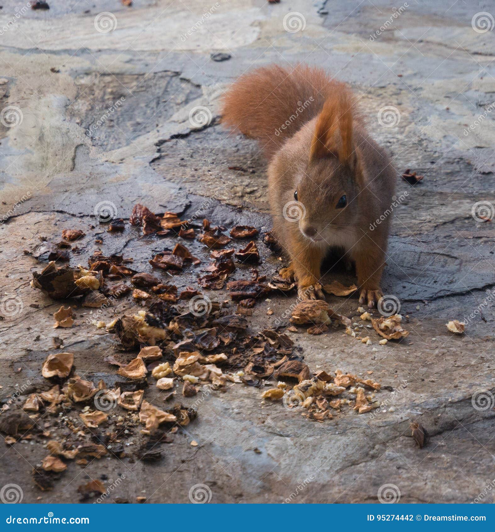 Cute Squirrel Eating Walnuts Stock Photo - Image of outside, cold: 95274442
