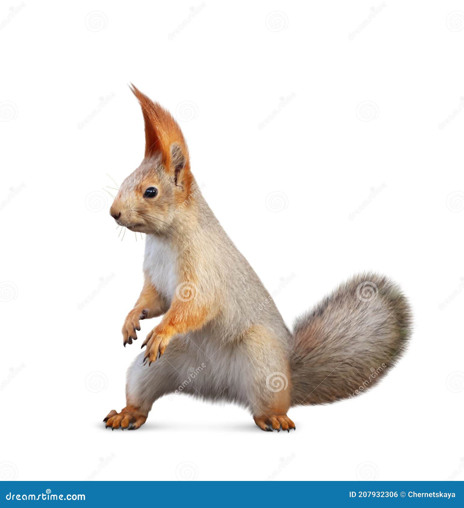 Cute Squirrel with Fluffy Tail on White Background Stock Photo - Image ...