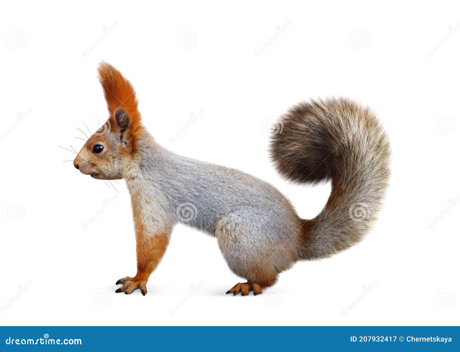 Cute Squirrel with Fluffy Tail on White Background Stock Image - Image ...
