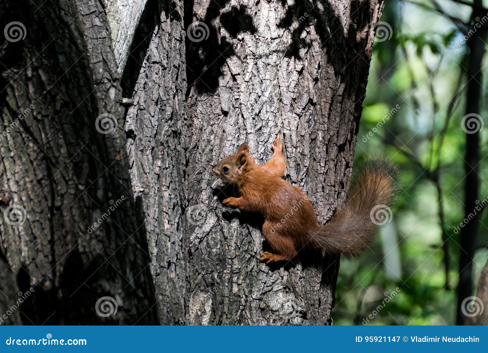 Cute squirrel in forest stock image. Image of wood, green - 95921147