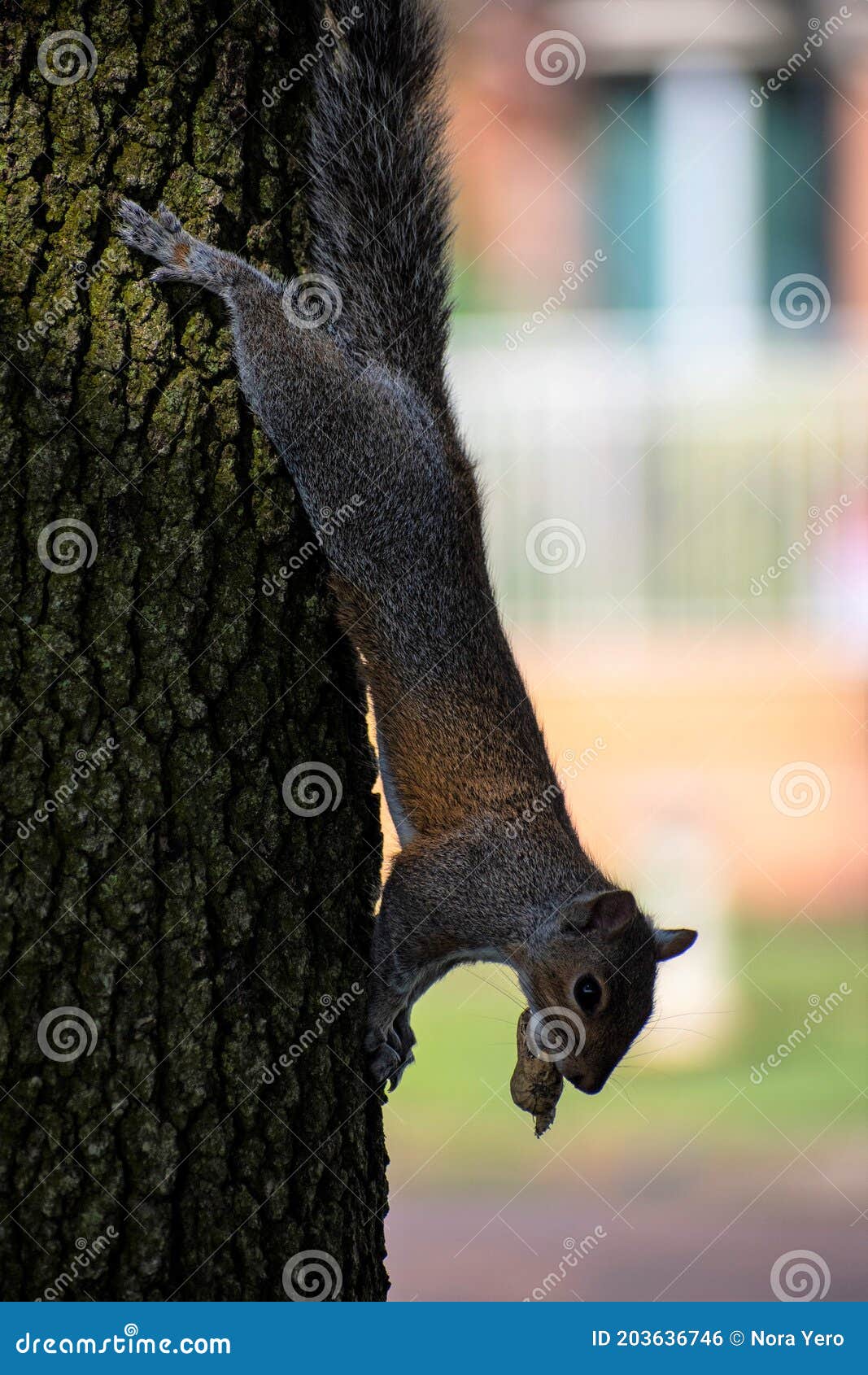 Cute Squirrel Hanging on a Tree Stock Photo - Image of facing, hanging ...