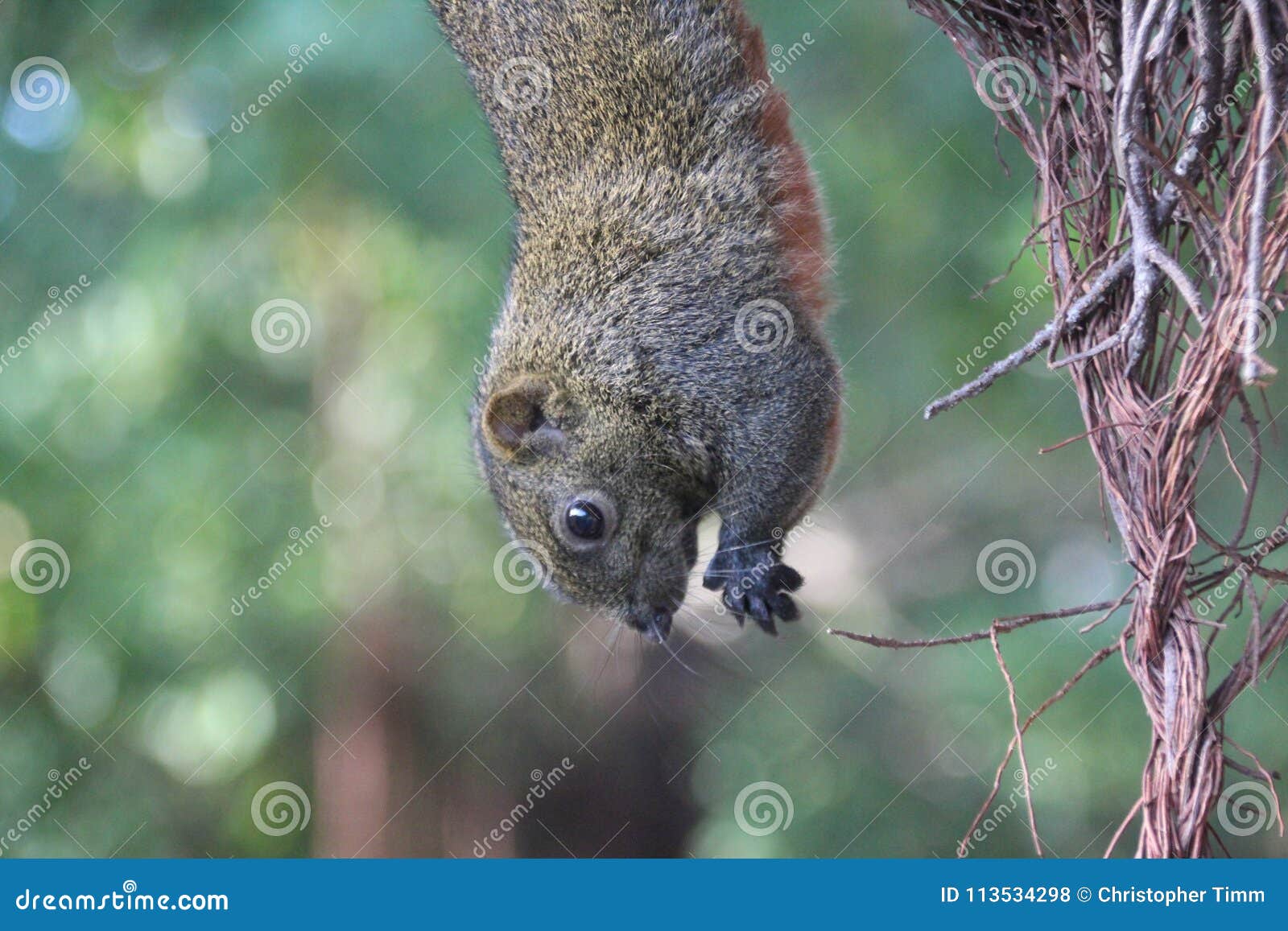 Wildlife Photography: a Hanging Squirrel on the Tree Stock Photo ...