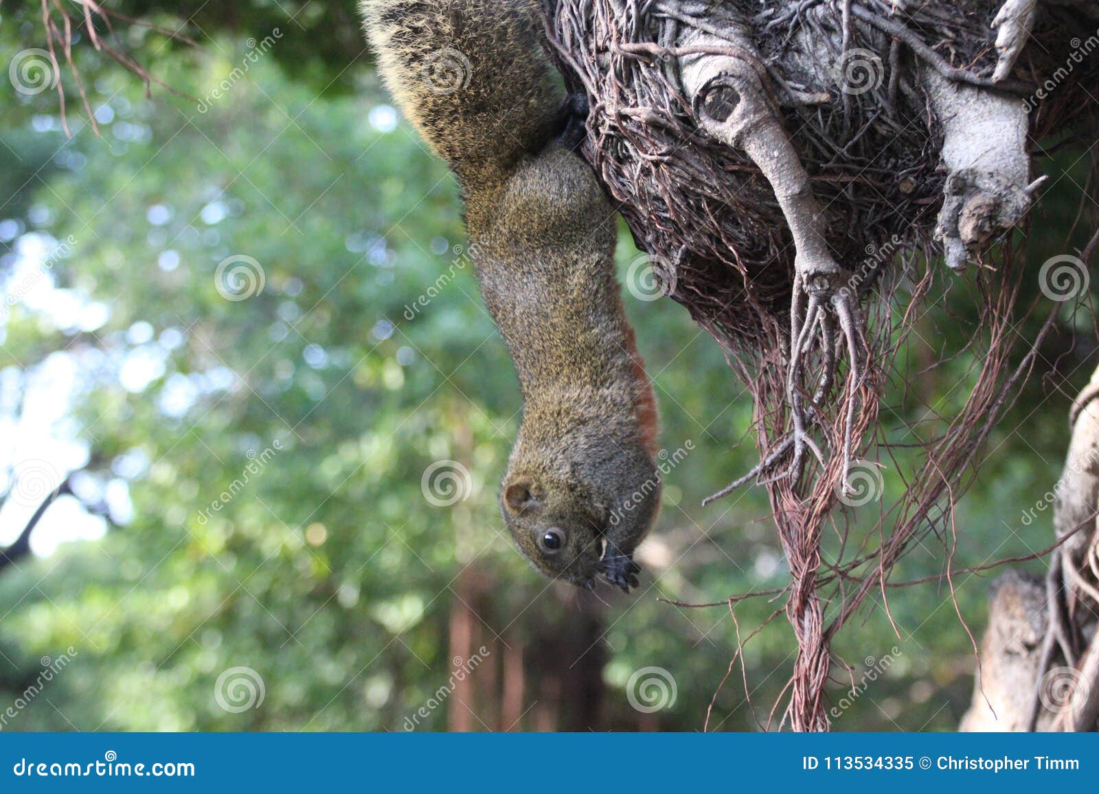 Wildlife Photography: a Hanging Squirrel on the Tree Stock Image ...