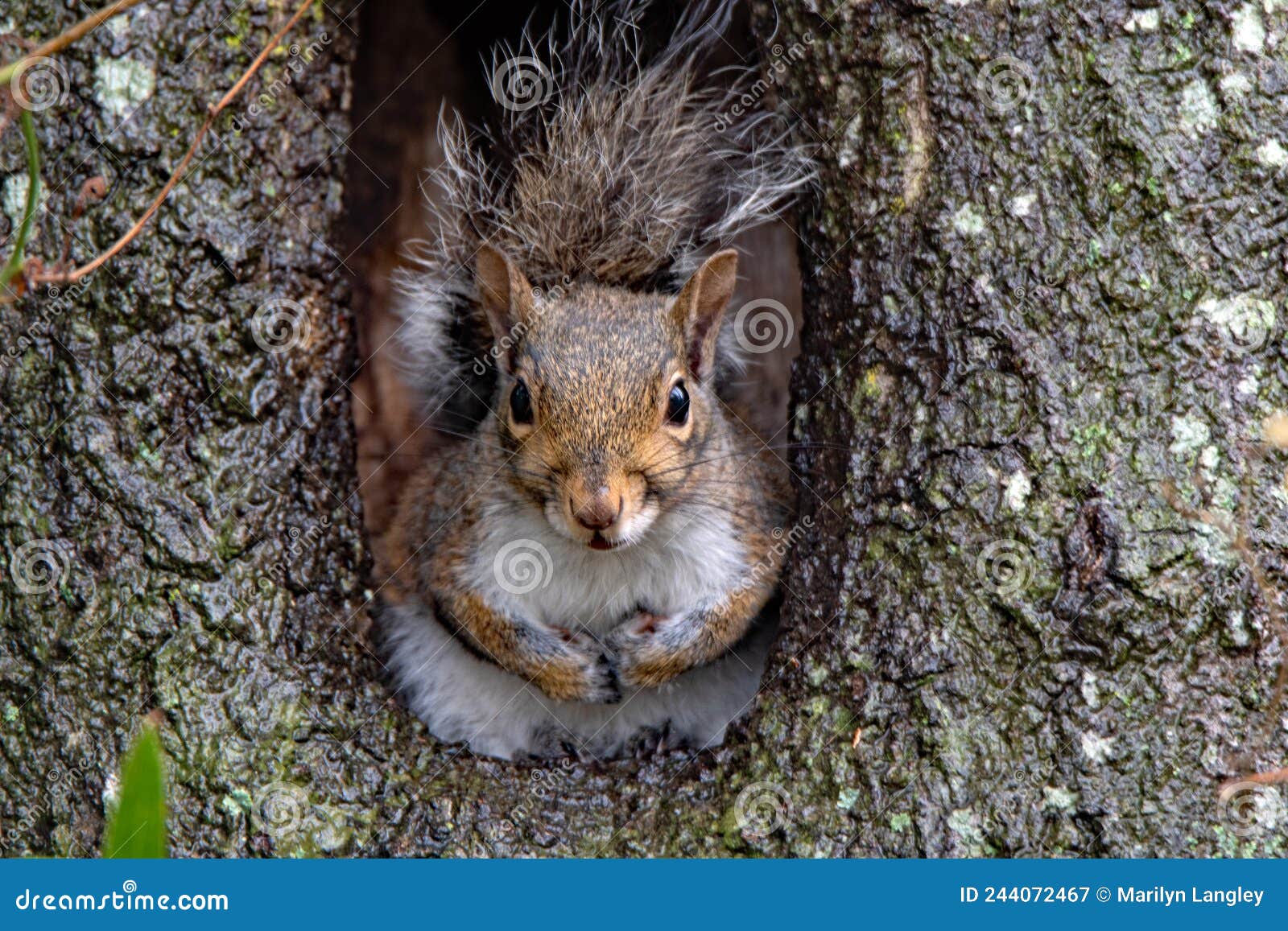 Cute Squirrel in Knothole of Tree. Stock Image - Image of squirrel ...