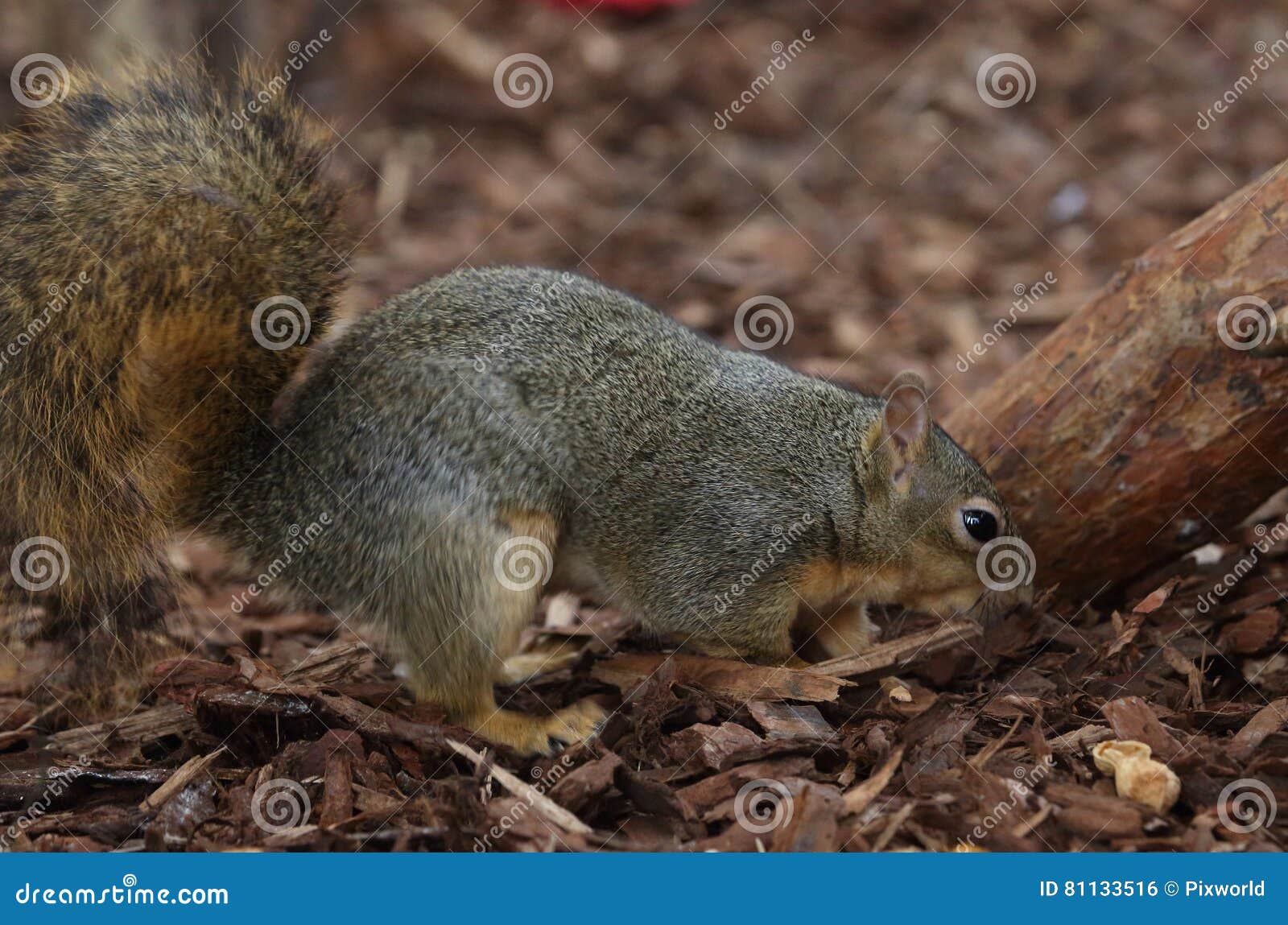 Cute Squirrel stock photo. Image of brown, cute, trees - 81133516