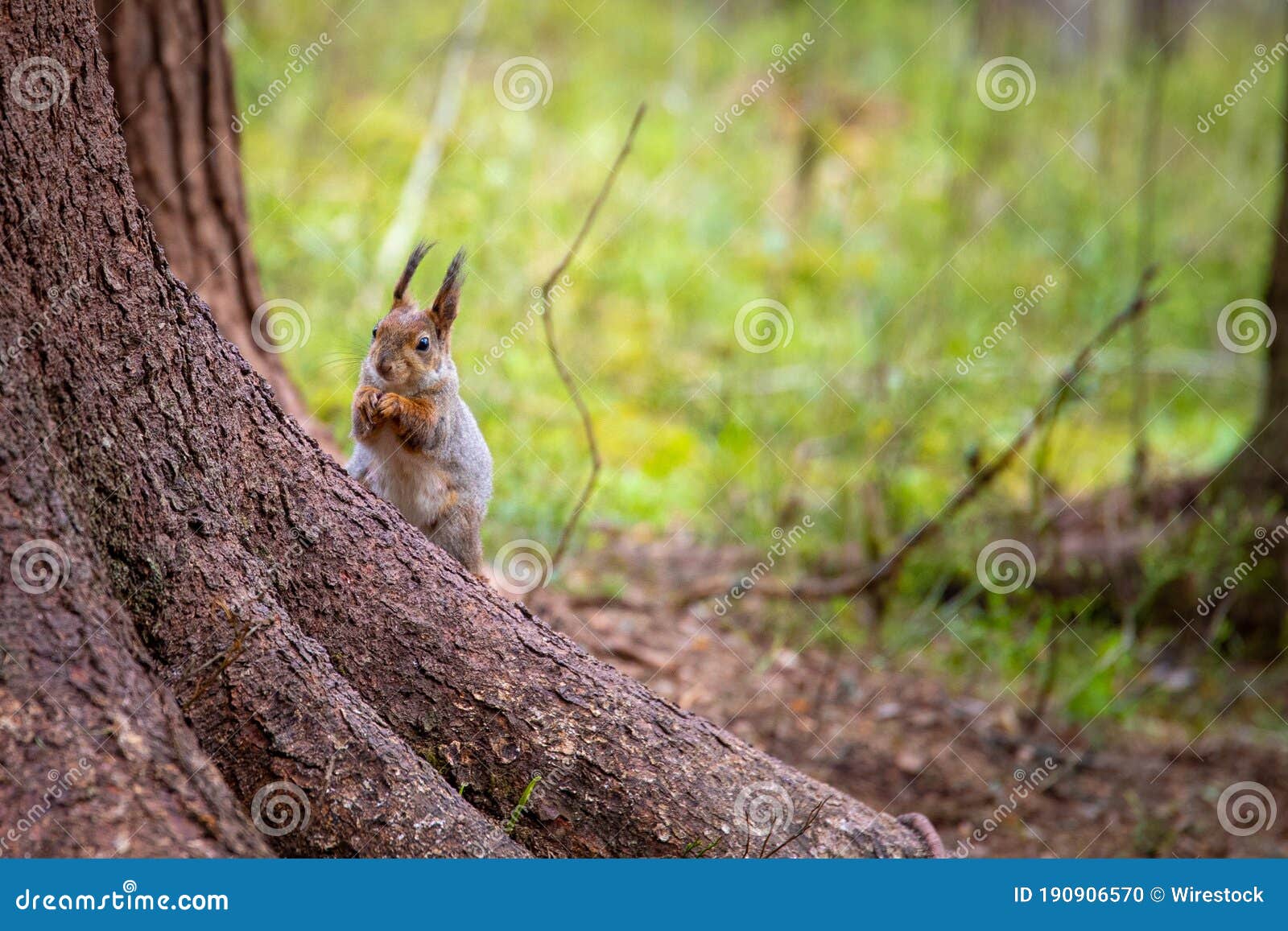 Cute Squirrel with Long Ears Standing Behind a Tree at a Forest Stock ...
