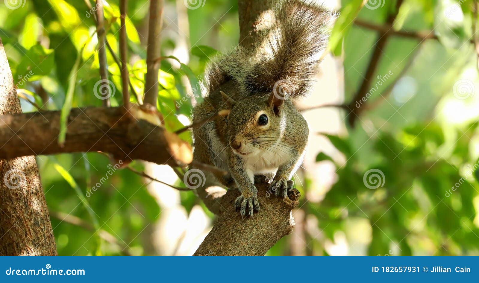 Cute Squirrel Looking at the Camera Stock Image - Image of hiding ...