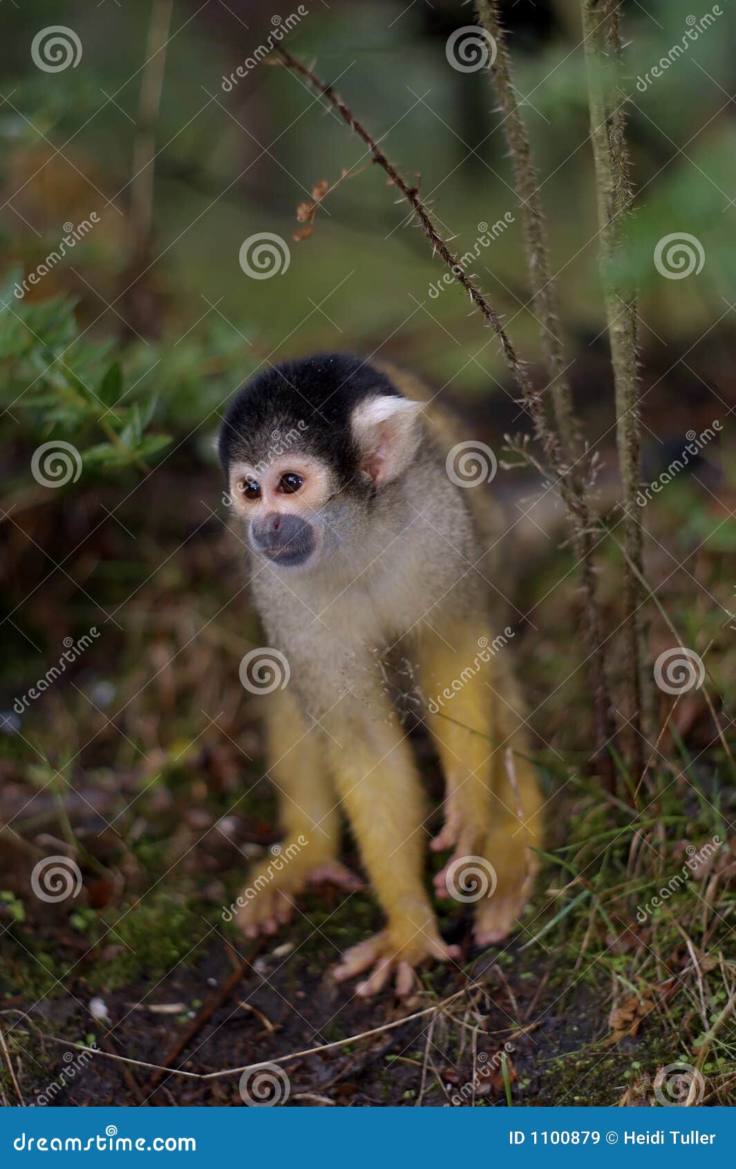 Cute squirrel monkey stock image. Image of fauna, animal - 1100879
