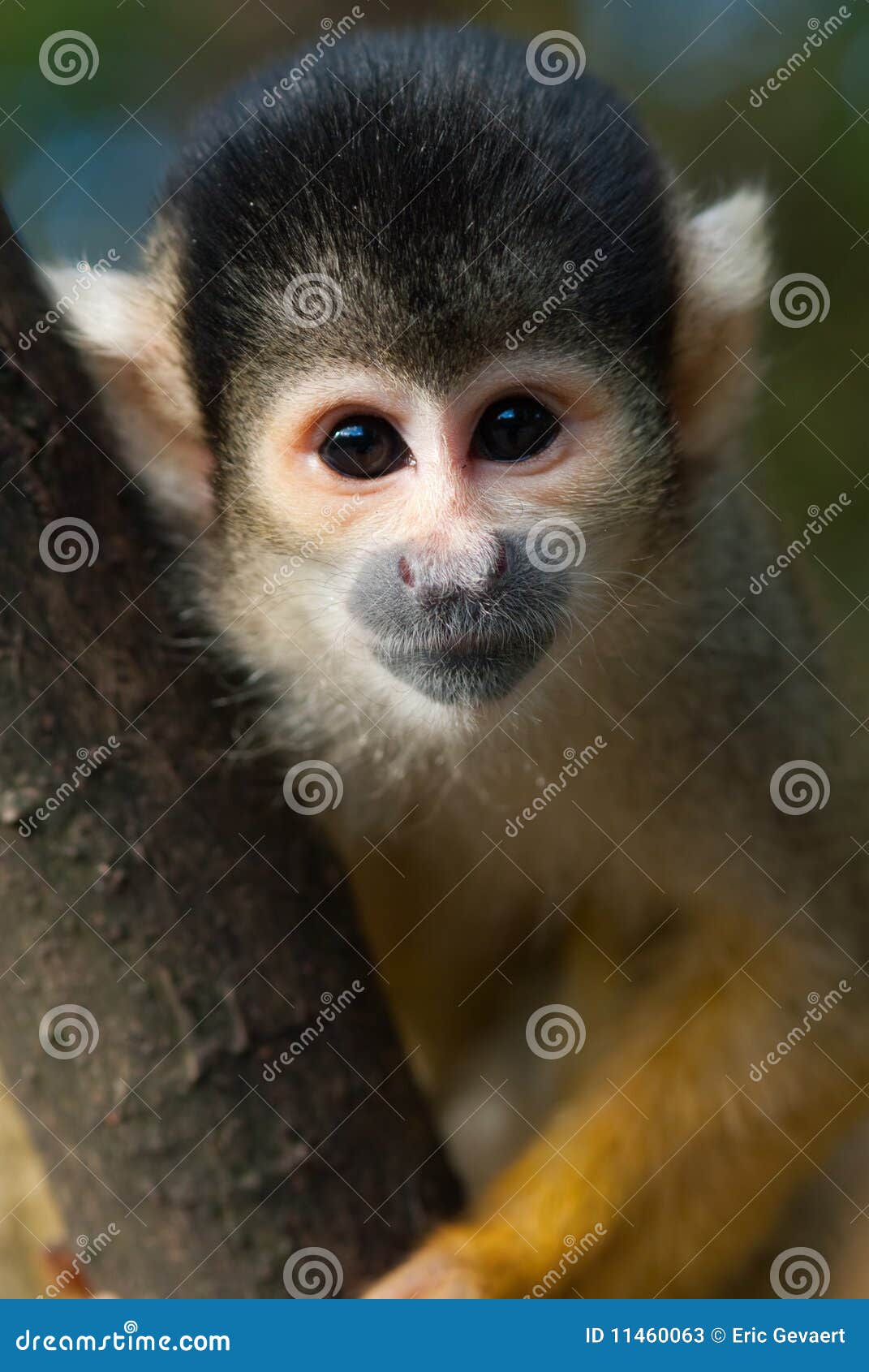 Cute squirrel monkey stock image. Image of pretty, animals - 11460063